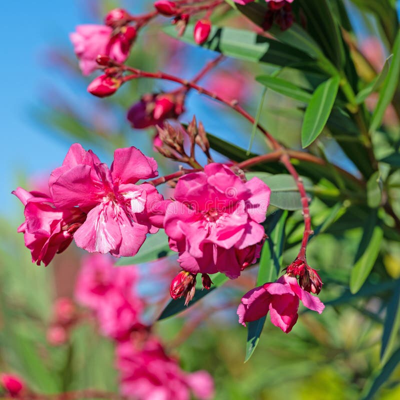 Red Flowering Oleander, Nerium Oleander Stock Image - Image of ...