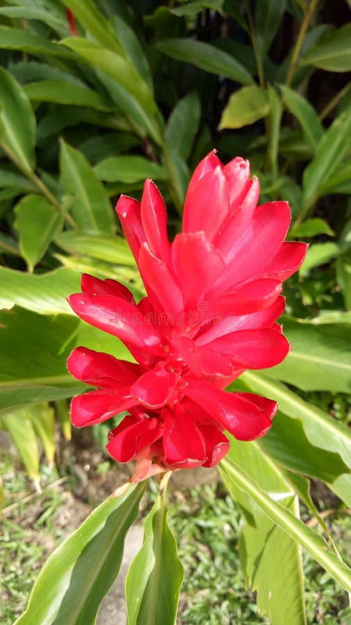 Red Flowering Plant Ginger Flower Stock Image - Image of flowering ...
