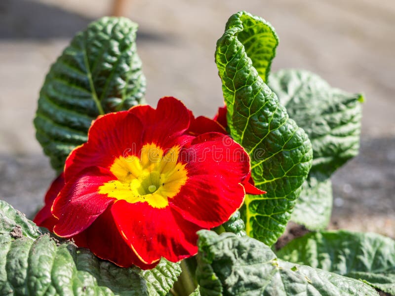 Red-flowering Primrose in the Garden Stock Image - Image of flowering ...