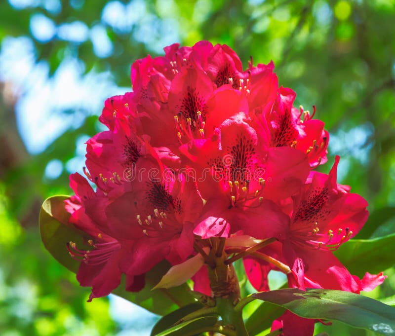 Red Flowering Rhododendron Bush Stock Image - Image of blossoming ...