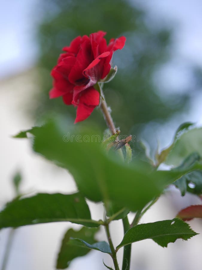 Red Flowering Rose in the Garden Stock Photo - Image of green ...