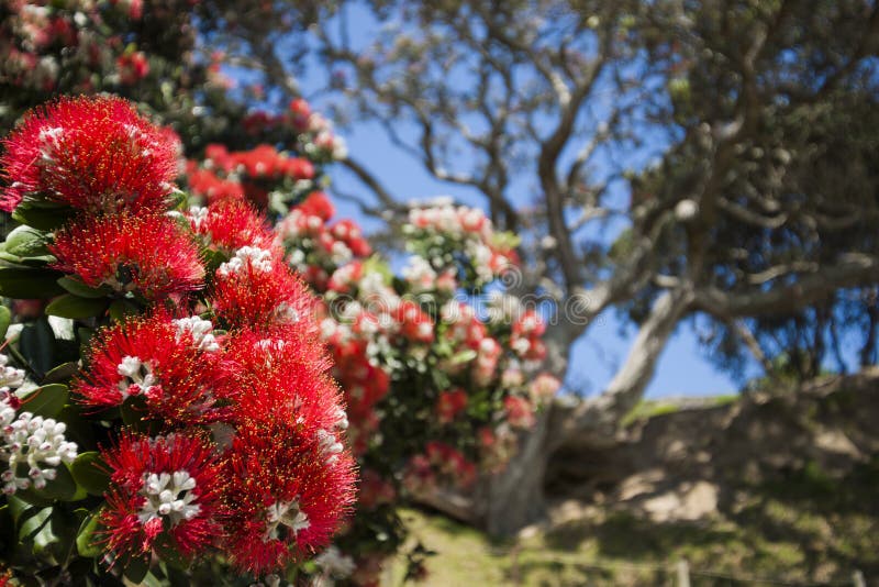 Red flowering tree. stock photo. Image of flowering, natural - 28286260