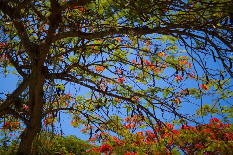 Flowering Tree Canopy and Blue Sky Stock Image - Image of flowering ...