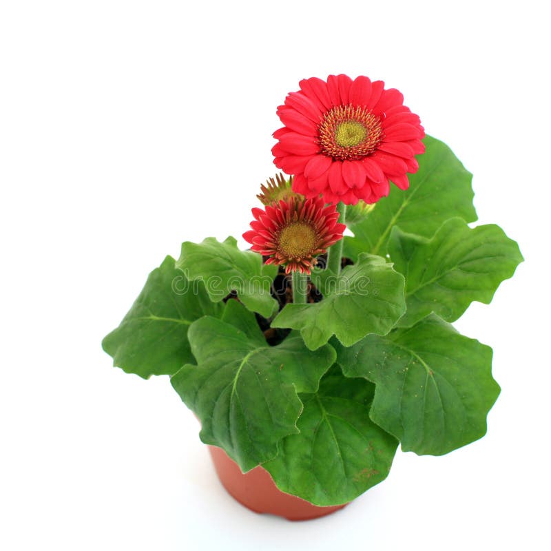 Red flowers stock photo. Image of flower, potted, nature - 13589218