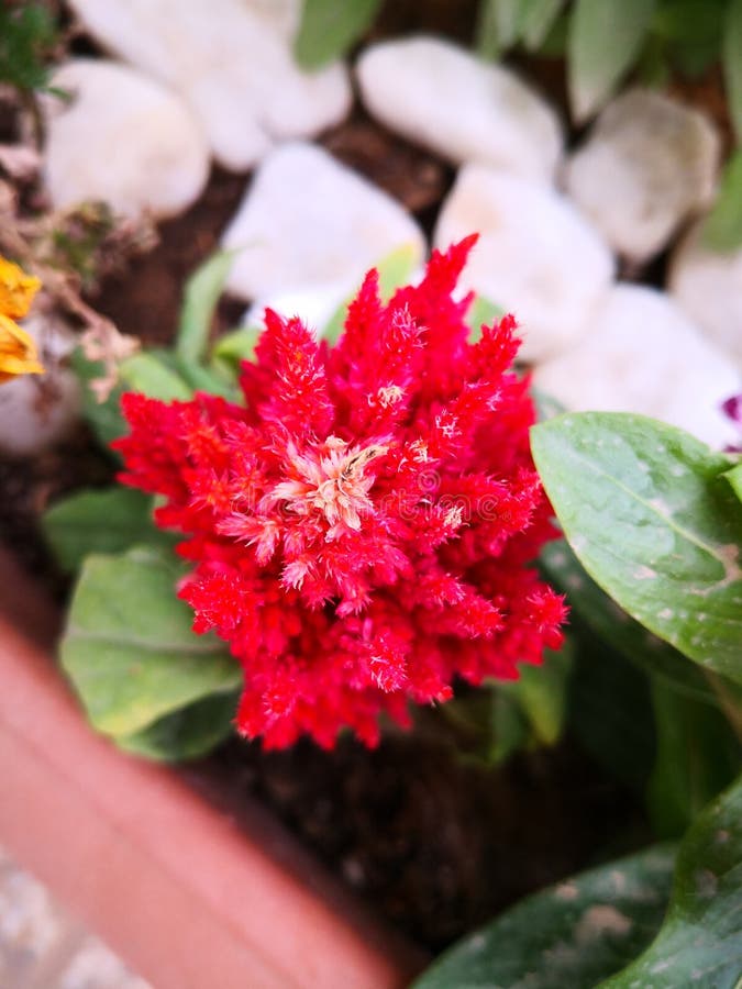 Red flowers stock photo. Image of flowers, plant, natural - 144979170