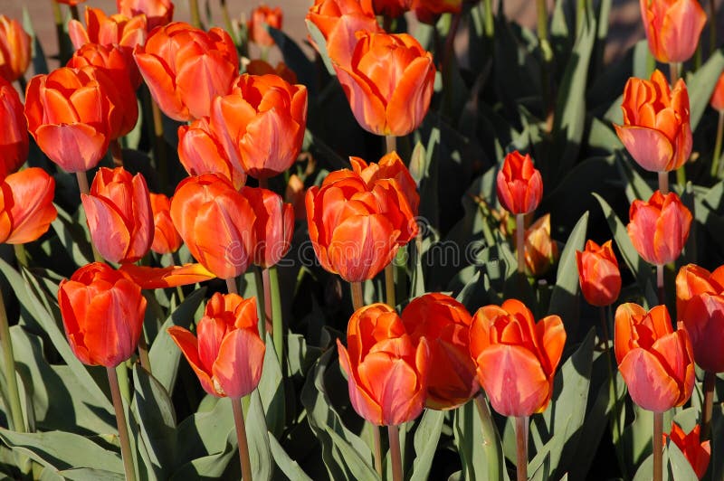 Red flowers stock photo. Image of natural, green, collection - 19323846
