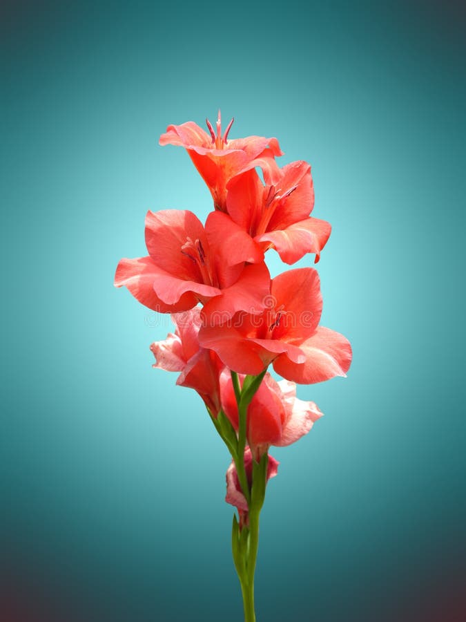 Red Flowers stock photo. Image of colourful, beauty, background - 636600 Red Flowers stock photo. Image of colourful, beauty, background - 636600