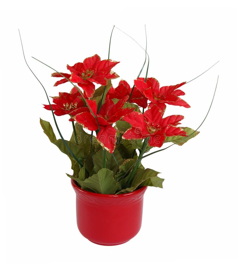 Red flowers stock photo. Image of plant, blossom, decorative - 6857742