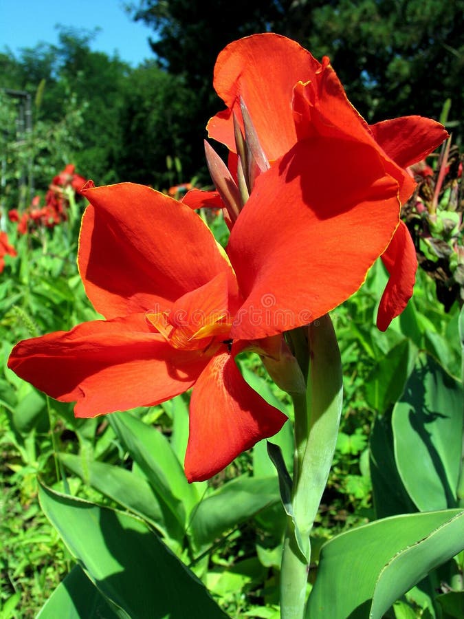 Red flowers stock image. Image of petals, stamen, close - 8089081
