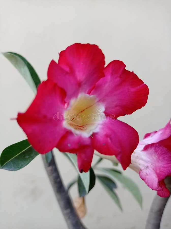The Red Flowers of Adenium Obesum Stock Photo - Image of adenium ...