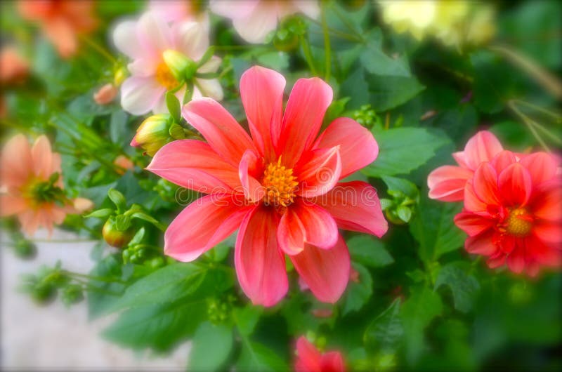 Red flowers stock image. Image of summer, beautiful, flowers - 51161057