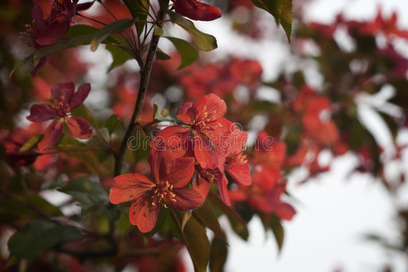 Red flowers of apple stock photo. Image of plants, crop - 39987618