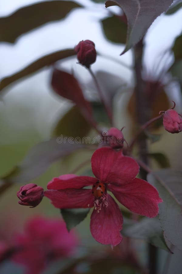 Red Flowers of an Apple Tree on a Blurred Background Stock Photo ...