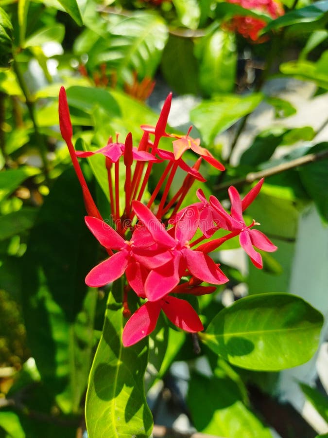 Red flowers of asoca stock photo. Image of garden, flowers - 299471160