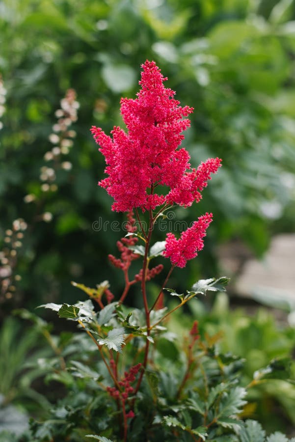 Red Flowers Astilba Red Sentinel in Summer in the Garden Stock Photo ...