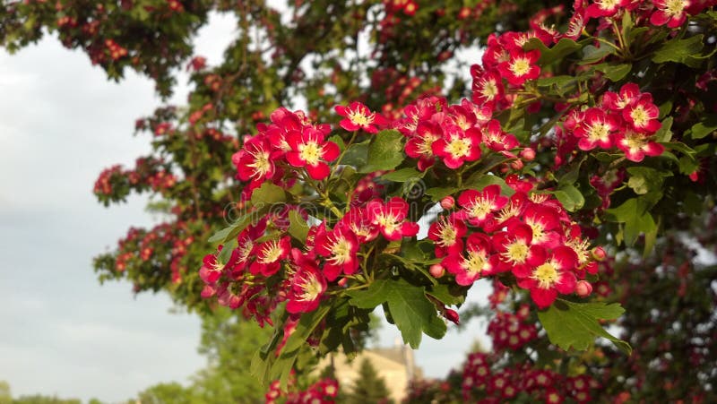Red Flowers in Autumn Tree stock photo. Image of multiple - 60923186