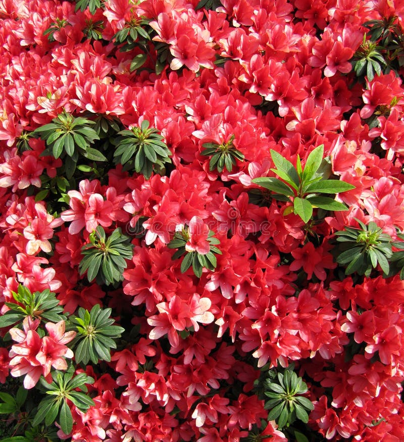 Red Flowers Azalea in a Japanese Garden. Stock Photo - Image of ...