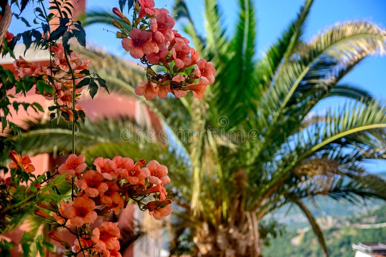 Oleandra Girls Stock Photos - Free & Royalty-Free Stock Photos from ...