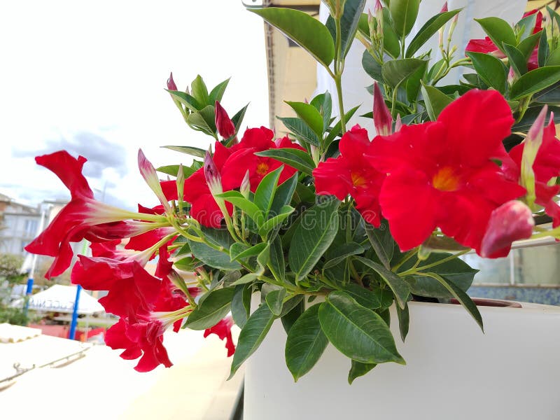 Flowers on Red by the Balcony Stock Photo - Image of flower, floral ...