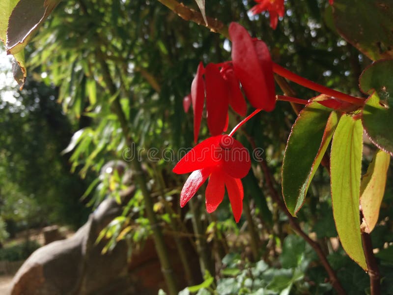 Red flowers stock photo. Image of nature, background - 113586962