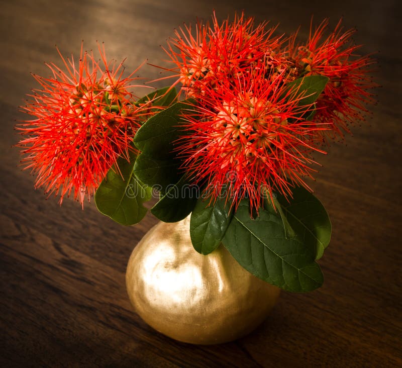 Red Flowers with Beautiful Spherical Feathers in a Vase on the Table ...