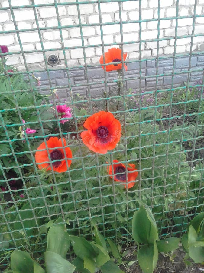 Red Flowers Behind the Fence Stock Image - Image of shrub, yard: 213124735