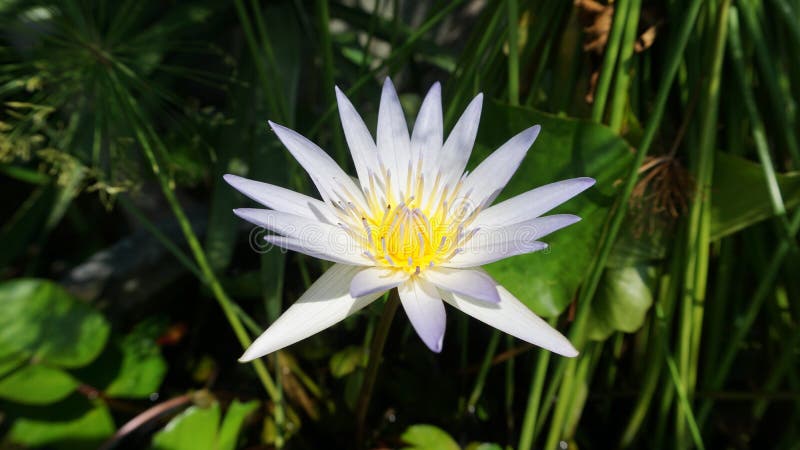 Red Flowers that Bloom in One Stalk Stock Image - Image of herb, lawn ...