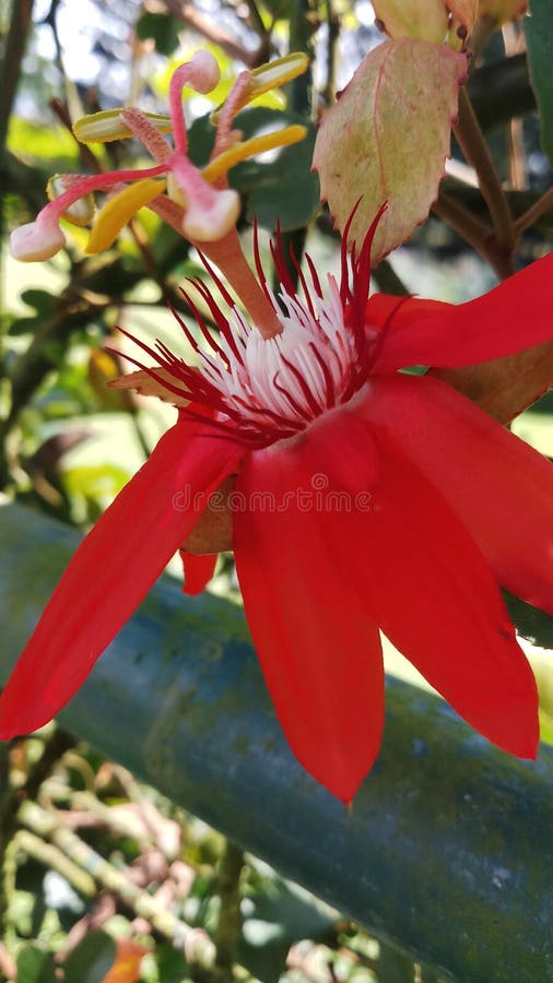 Red Flowers Bloom Under the Hot Sun Stock Image - Image of flowers ...