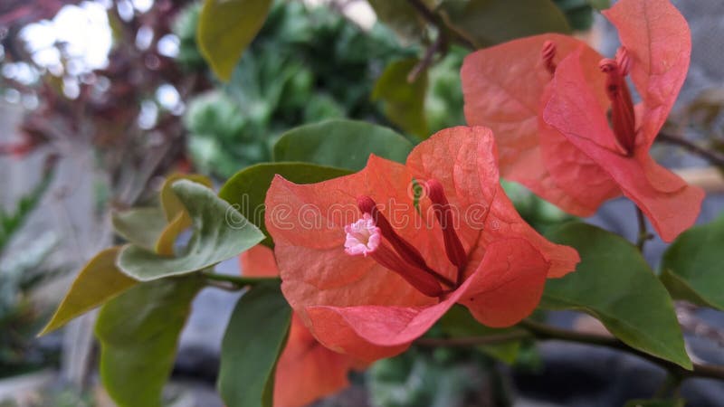 Red flowers bloomed stock photo. Image of clear, flower - 359468844