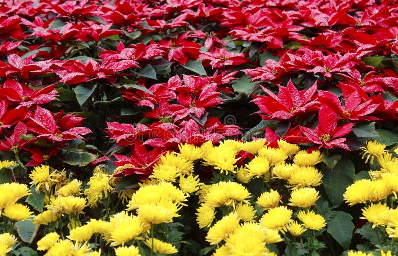 Red Flowers Blooming in the Garden Stock Image - Image of blooming ...
