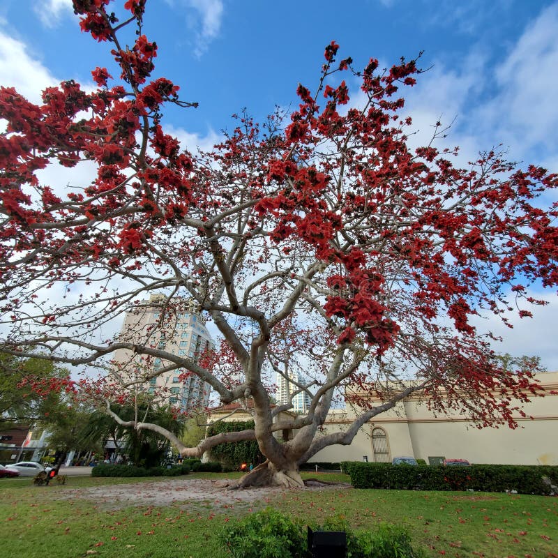 Red Flowers Blooming on a Tree in Florida Editorial Photography - Image ...