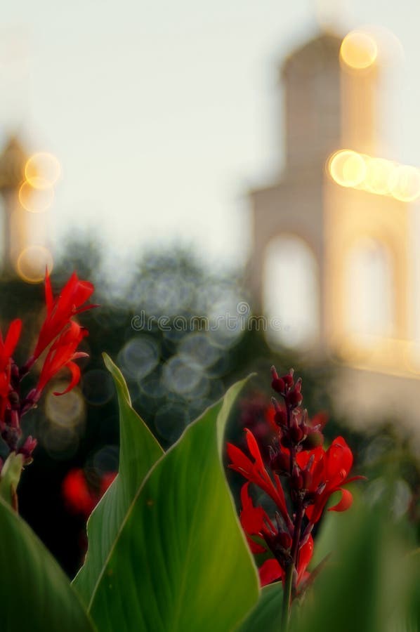 Red Flowers Blossomed Against the Background of the Temple Stock Image ...