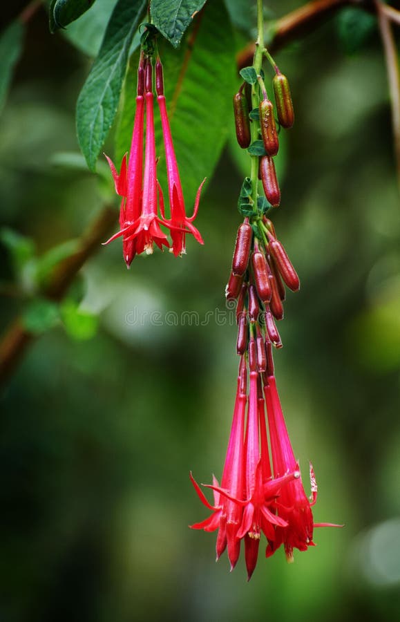 Red Flowers on the Blossowed Tree, Fuchsia Triphylla Stock Image ...