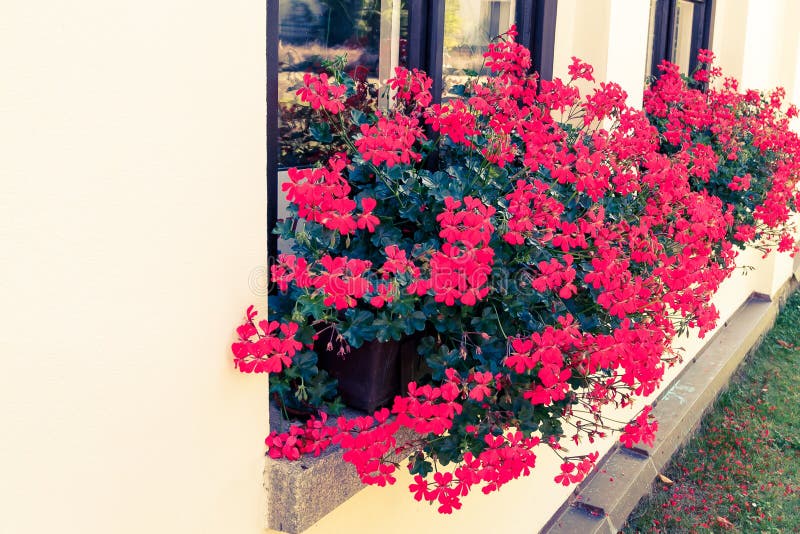 Red Flowers in Boxes on the Windowsill Stock Image - Image of france ...