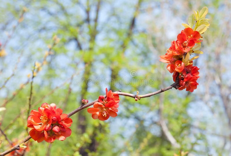 Red flowers on a branch stock photo. Image of abstract - 150232126