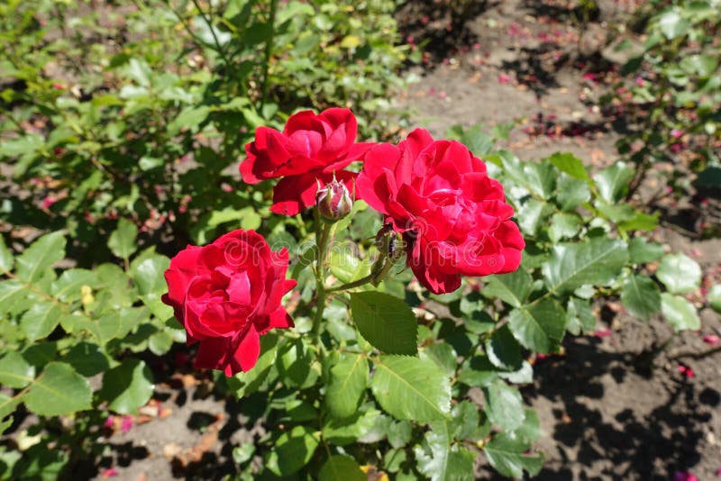3 Red Flowers and Buds of Roses in June Stock Photo - Image of ...