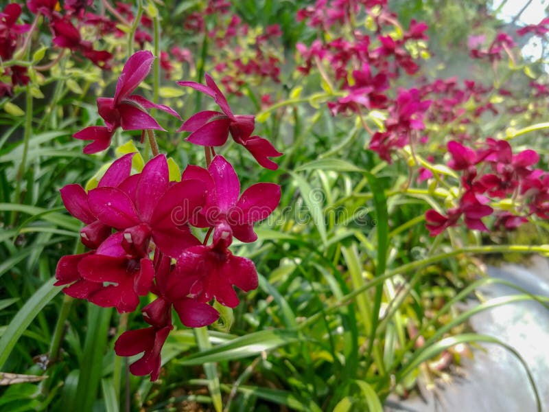 Red Flowers Bunched Up Together Stock Image - Image of bunched ...
