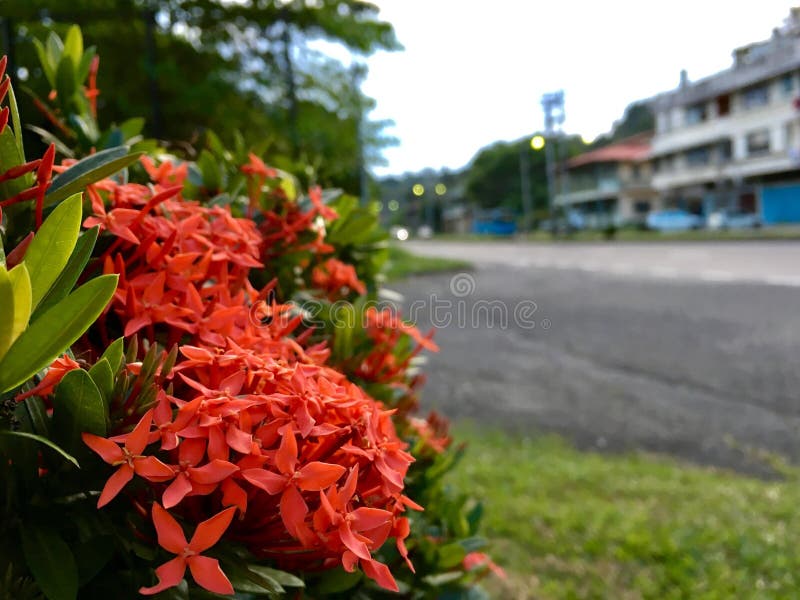 Red Flowers stock image. Image of spring, grass, flora - 99442923
