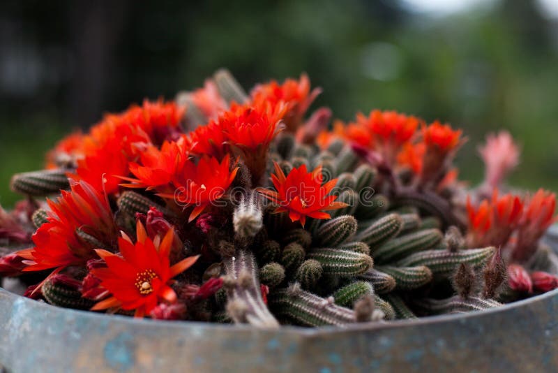Red flowers cactus stock image. Image of beautiful, amazing - 81315493