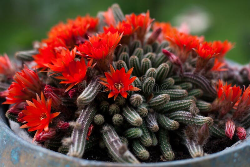 Red flowers cactus stock image. Image of botany, chamaecereus - 81315541