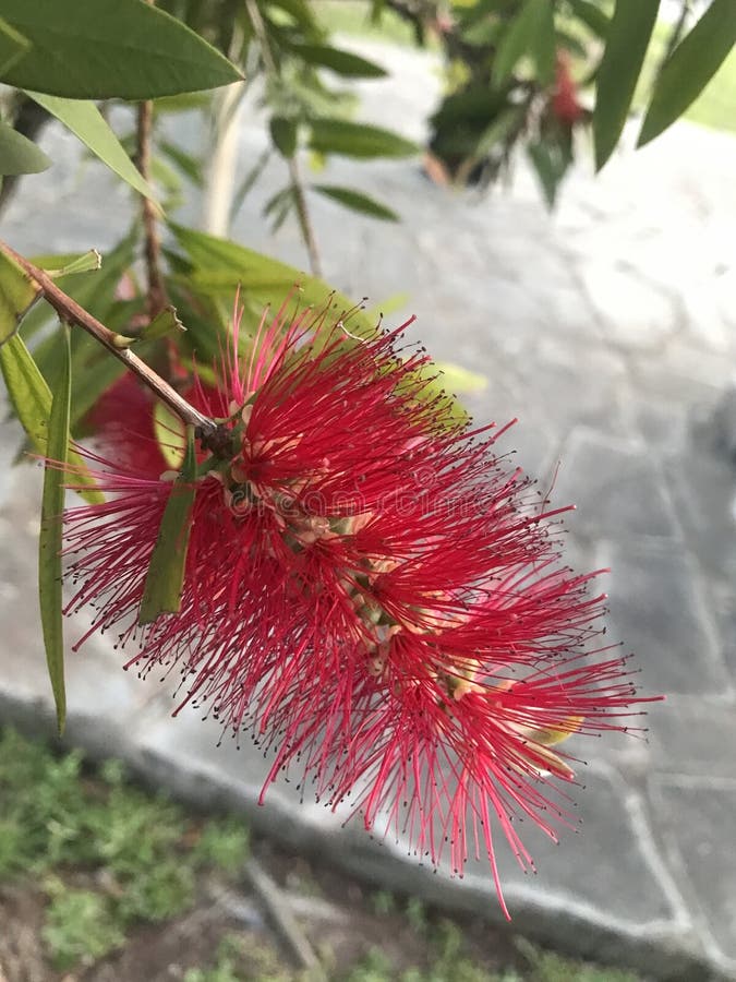 Red Flowers of the Callistemon Plant Stock Image - Image of beauty ...