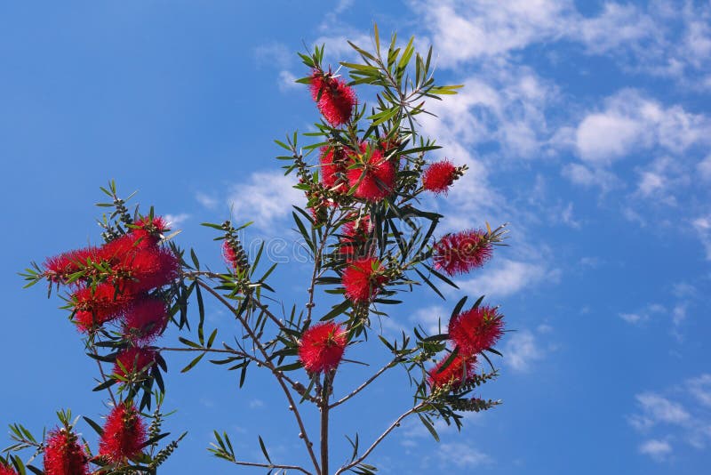 Red Flowers of Callistemon Viminalis Against Blue Sky Stock Image ...