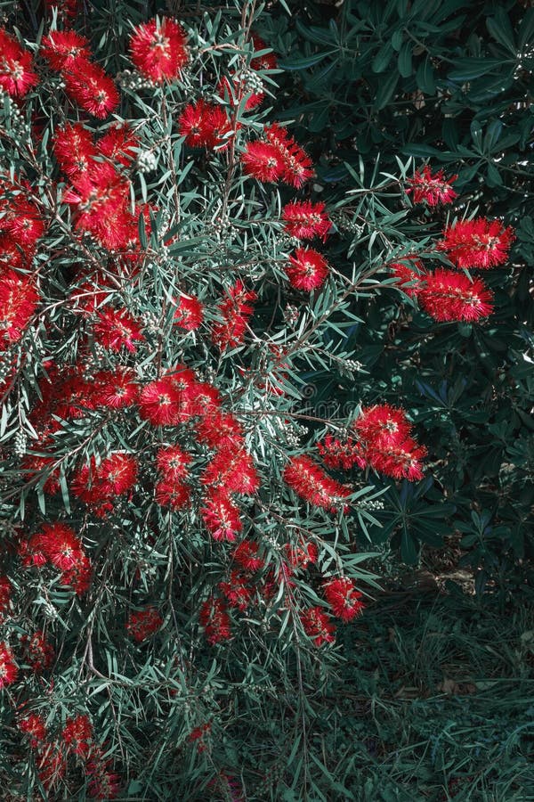 Callistemon stock image. Image of australia, flowers - 90822475