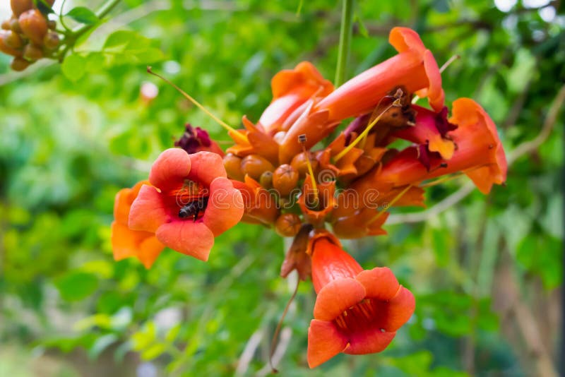 Orange Flowers Campsis. Trumpet Vines Close-up Stock Photo - Image of ...