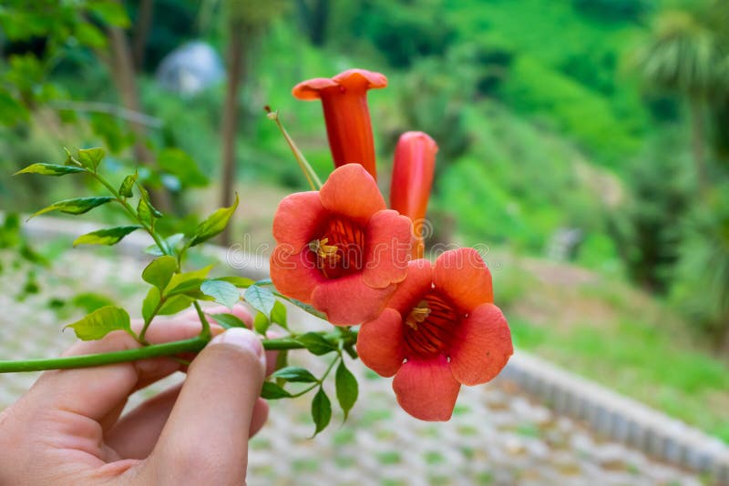 Orange Flowers Campsis. Trumpet Vines. Stock Image - Image of holds ...