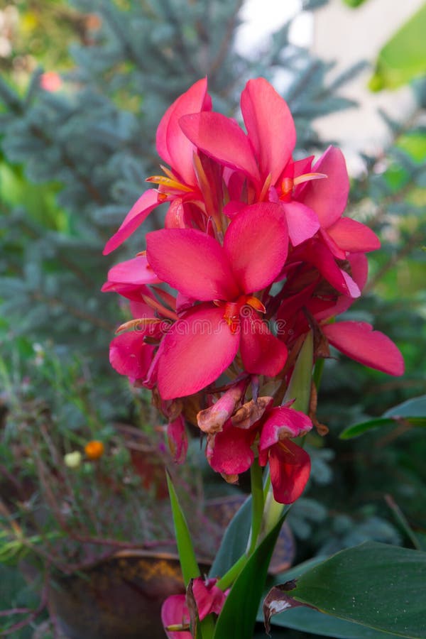 Red Flowers Canna Garden in the Park. Canna Garden Stock Photo - Image ...