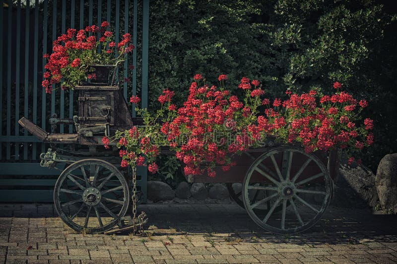 Red flowers stock photo. Image of flowers, bouquet, loggerhead - 50954246
