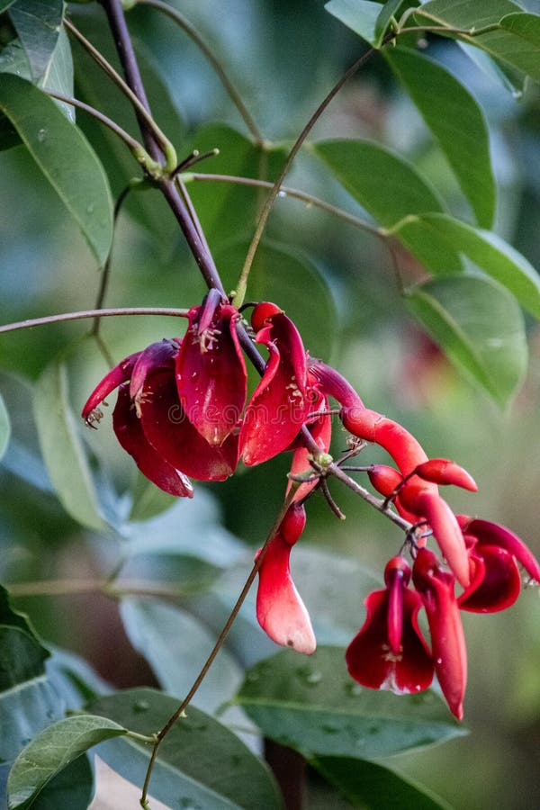 Red Flowers of a Ceibo. Argentine National Flower Stock Photo - Image ...