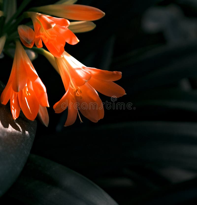 Red Flowers of Clivia Miniata on Black Beckground Stock Image - Image ...