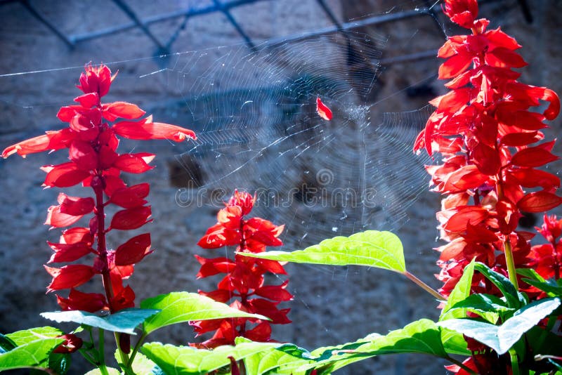 Red flowers and cobweb stock image. Image of leaf, nature - 119888921